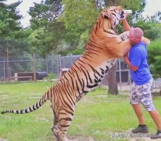 Do you want to turn around and run away after you meet the tiger? - iNEWS