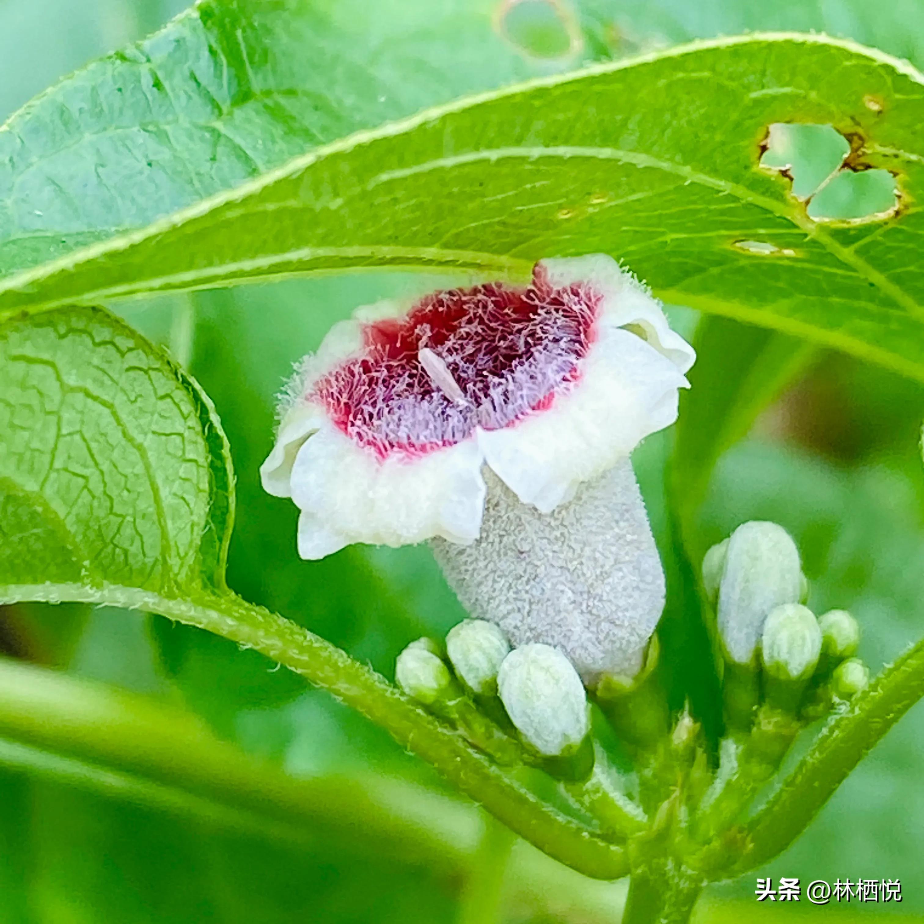 Chicken shit vine, a treasure plant dragged down by its name - iMedia