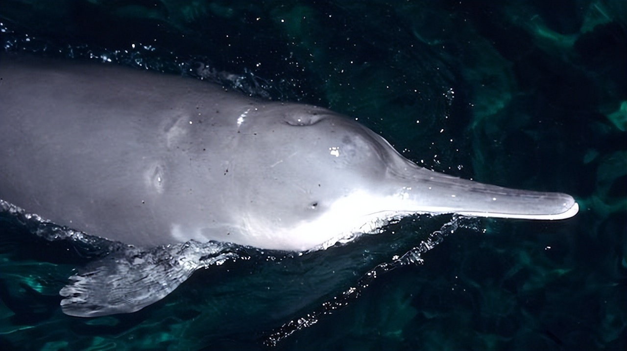 Animal Fun Facts: The Functionally Extinct Rare Animal, the “Giant Panda” in Water——Baiji ...