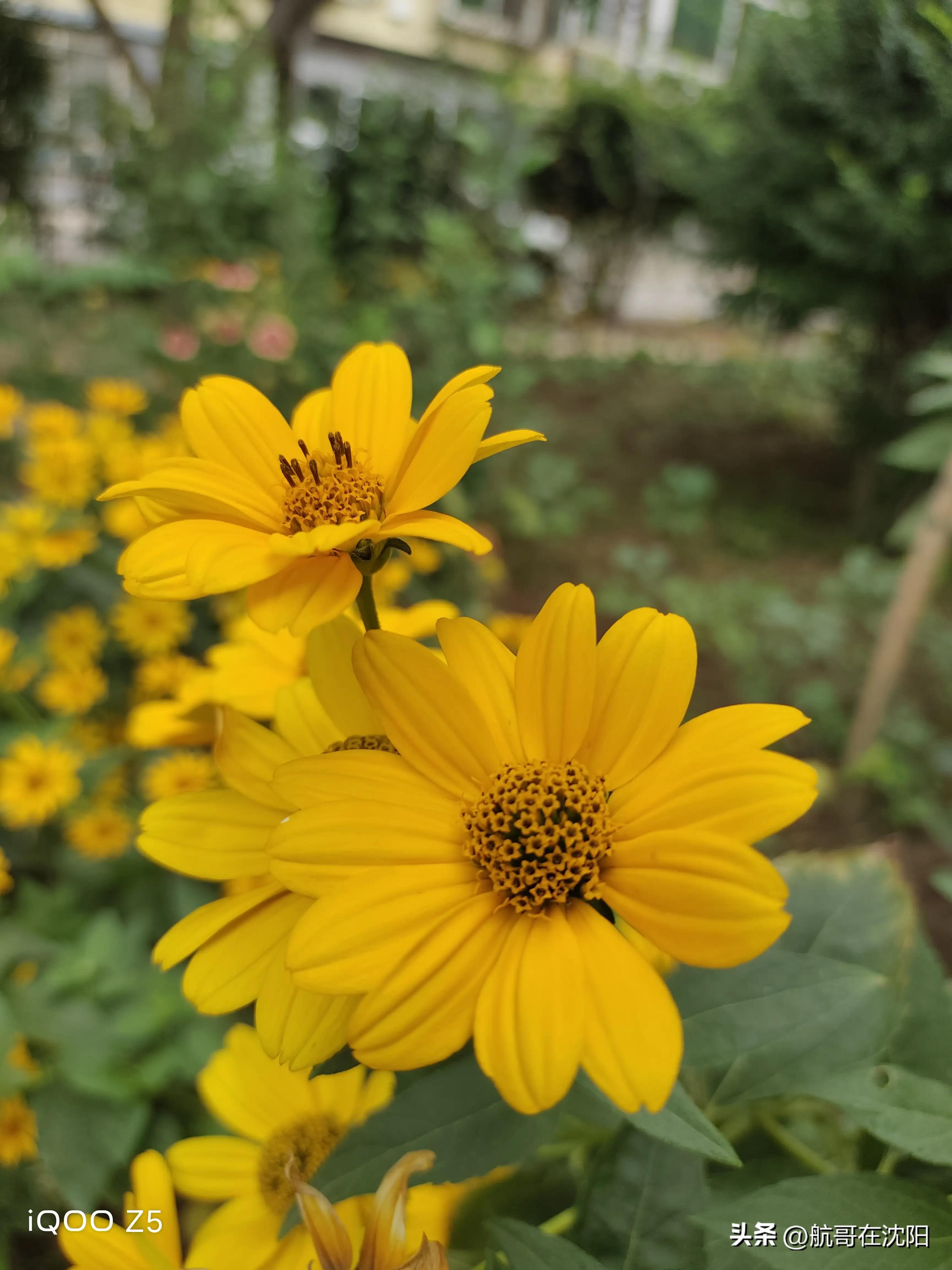 About Dao Lang's new song "Luo Sha Hai Shi" after listening to the ...