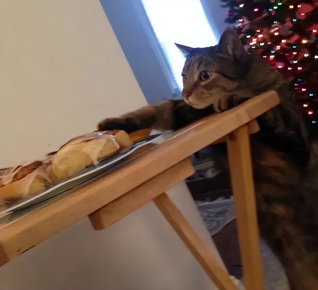 Experts say that "left-handed" cats are smarter, and netizens want to ...