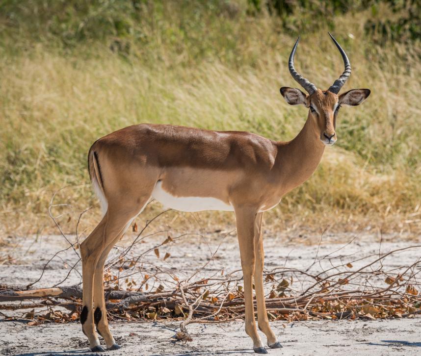 Is polygamy fun for the King of Animals? No! It's simply too difficult ...