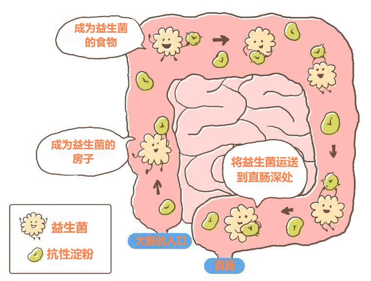 What is the legendary resistant starch? How it works in our body to ...