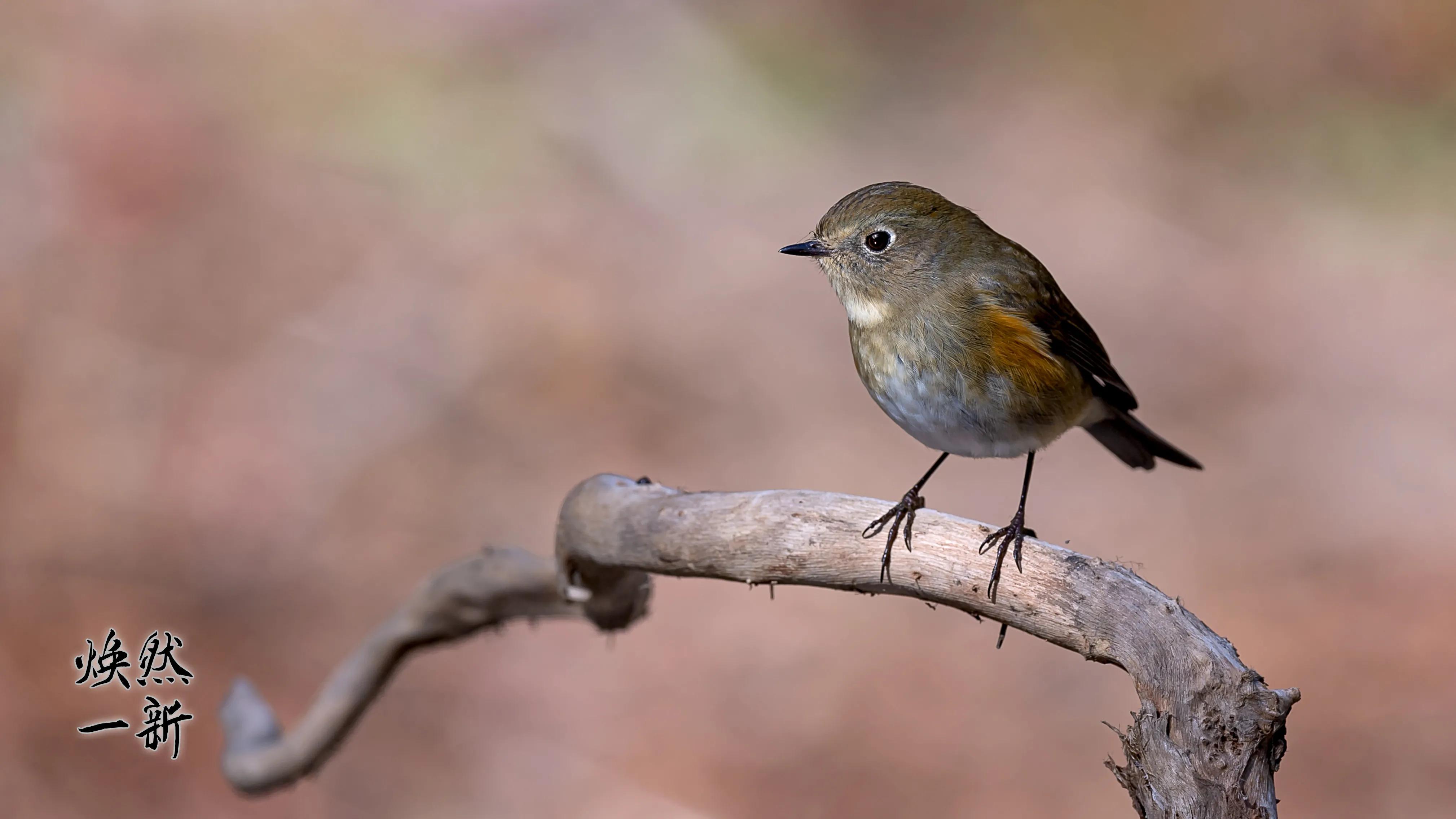 red-necked blue-tailed robin - iNEWS
