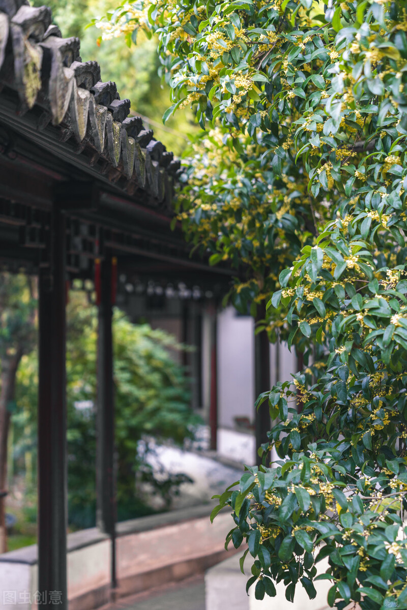 Moon Palace Rabbit Shadow - iNEWS