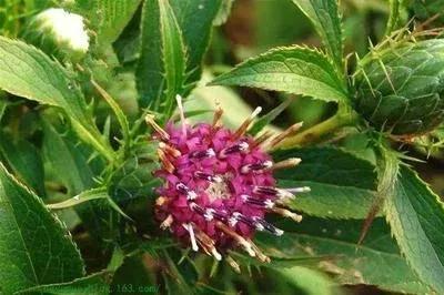 Atractylodes, a very useful medicinal herb - iNEWS