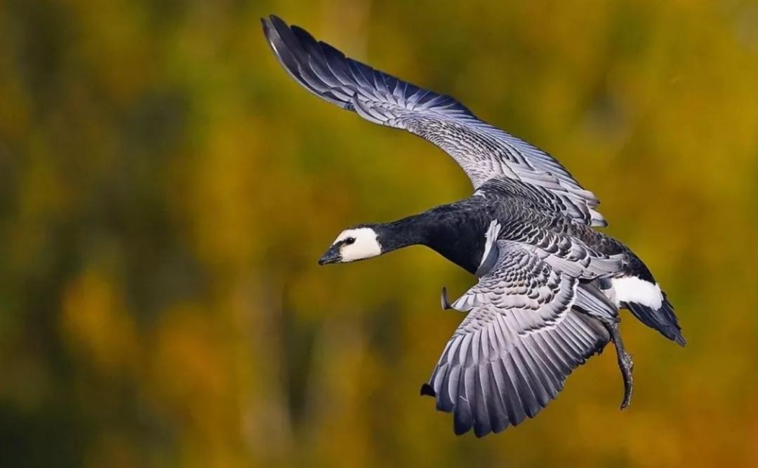 The "footless bird" Swift, who flies and sleeps during its life ...