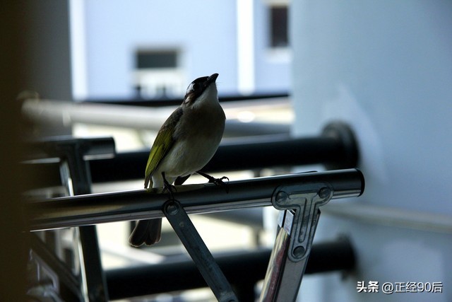There are three types of stupid birds in the world. One is the one that ...