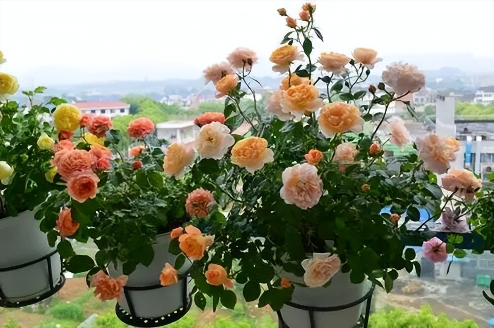 How to raise roses to grow well and bloom Learn more 3 secrets for ...