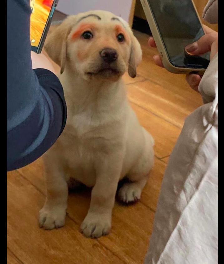 The owner put a makeup on the dog, forgive me for smiling unkindly, a ...