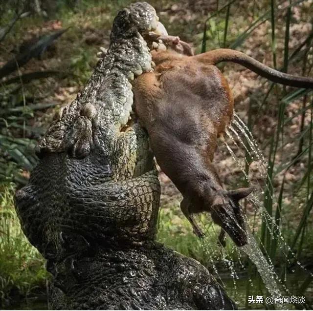 The cruel moment of predation in the animal world far away from the ...