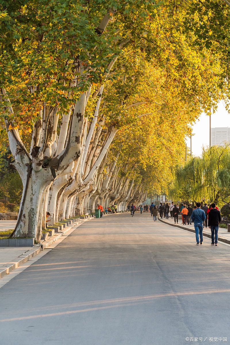 Sitting in the park under the plane tree - iNEWS
