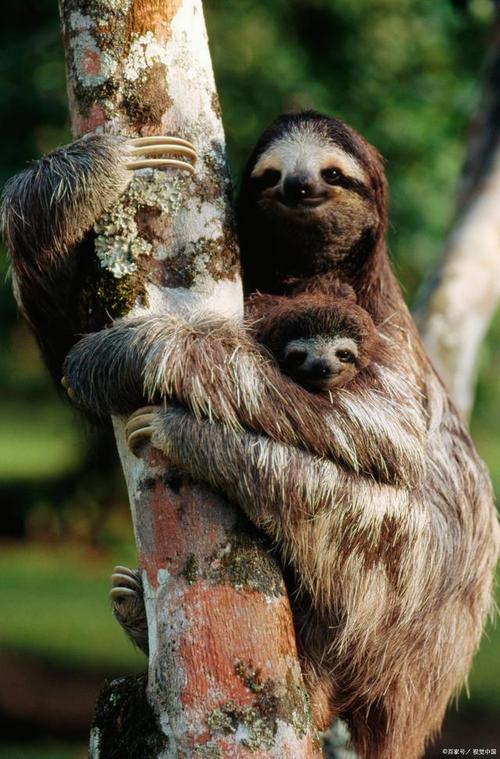 Why did sloths, a species with weak defenses, not go extinct? What does ...
