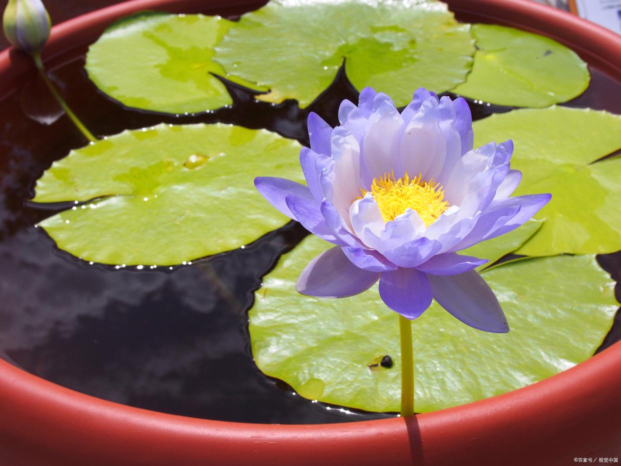 How to raise the bowl lotus after it germinates? Do these things well ...
