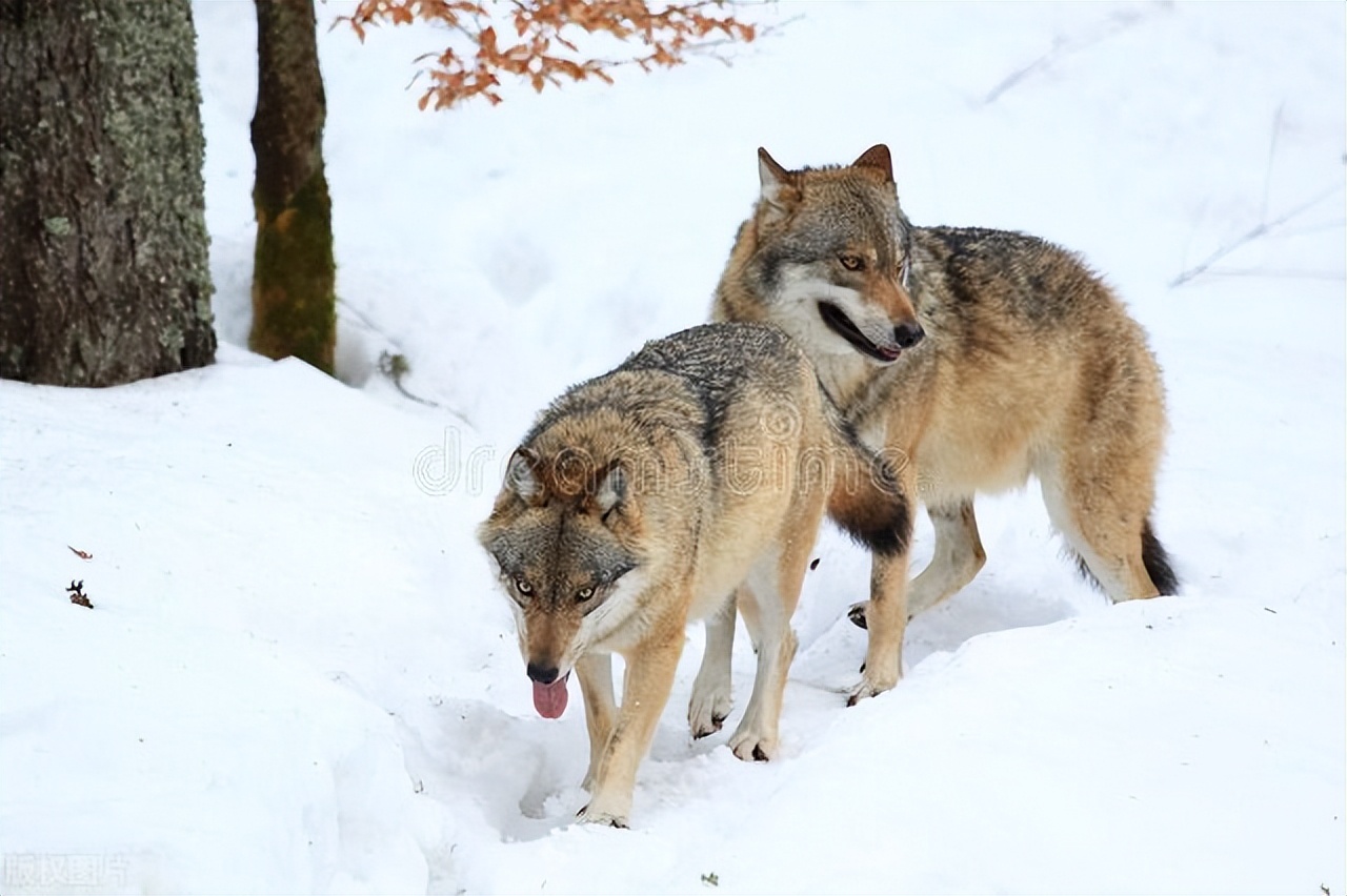 Breaking Through Difficulties: Learning from Wolves' Courage and ...