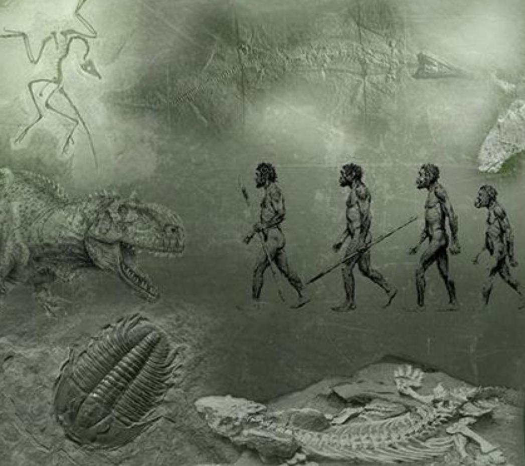 Did humans evolve from ancient apes?Scientists think there is another ...