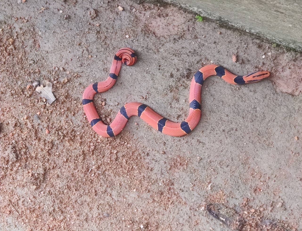 Yunnan man encounters rare flower snake wearing tabby-like rings - iNEWS