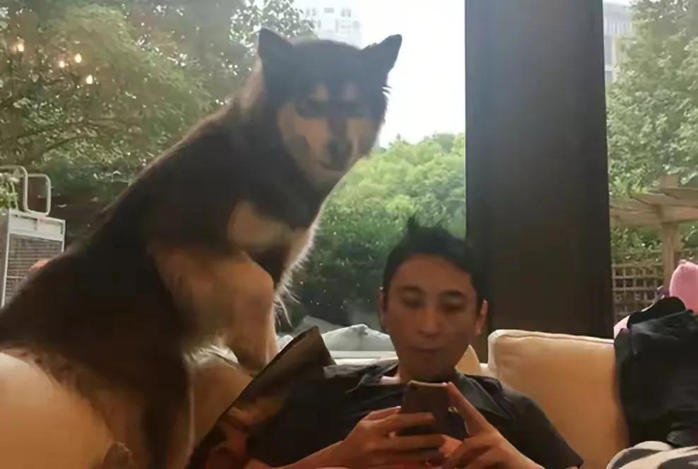 Happy to be a father? Wang Sicong puts the baby to sleep in his arms ...