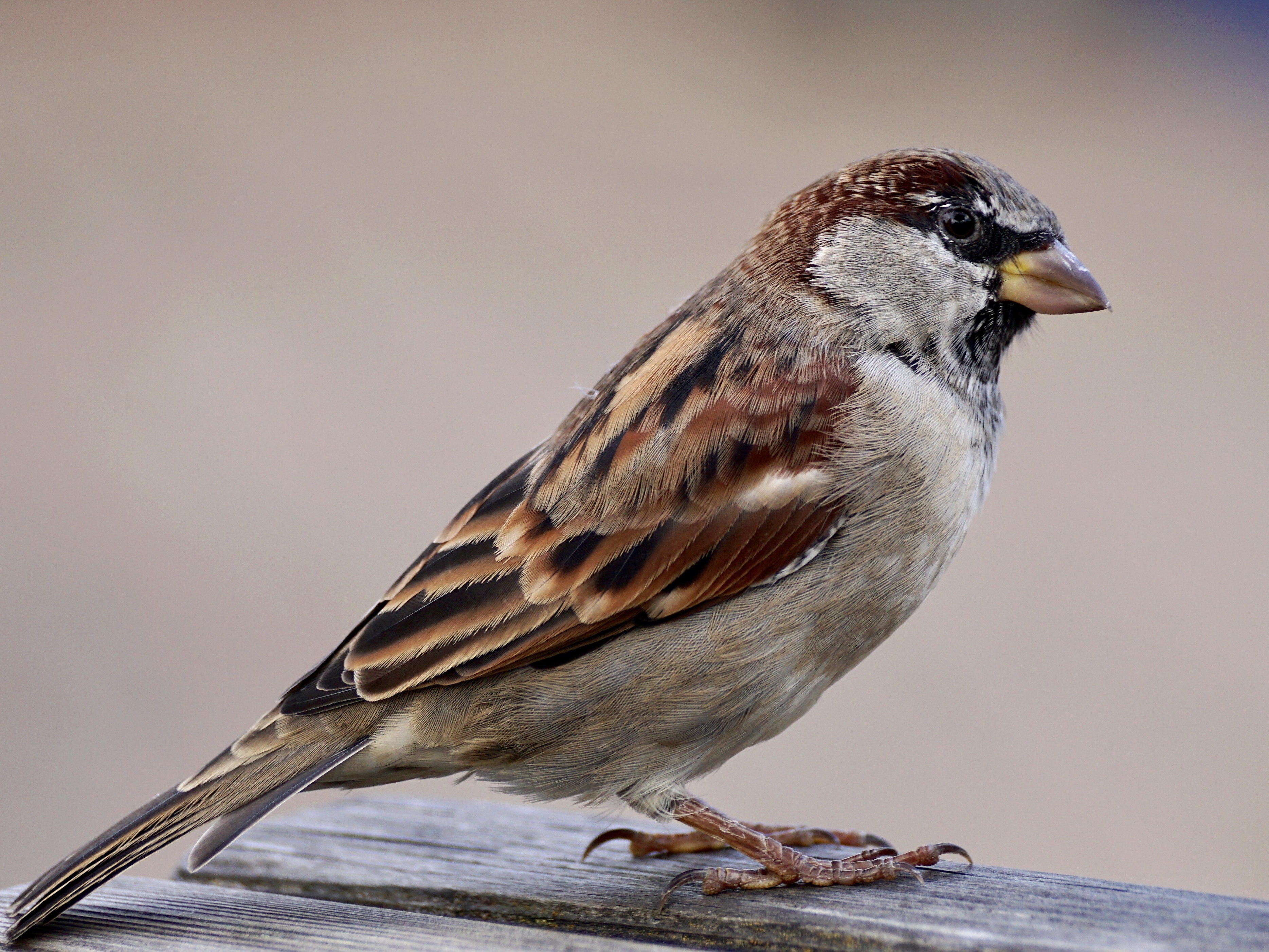 Those strange beaks in the bird world are not simple. How many do you ...