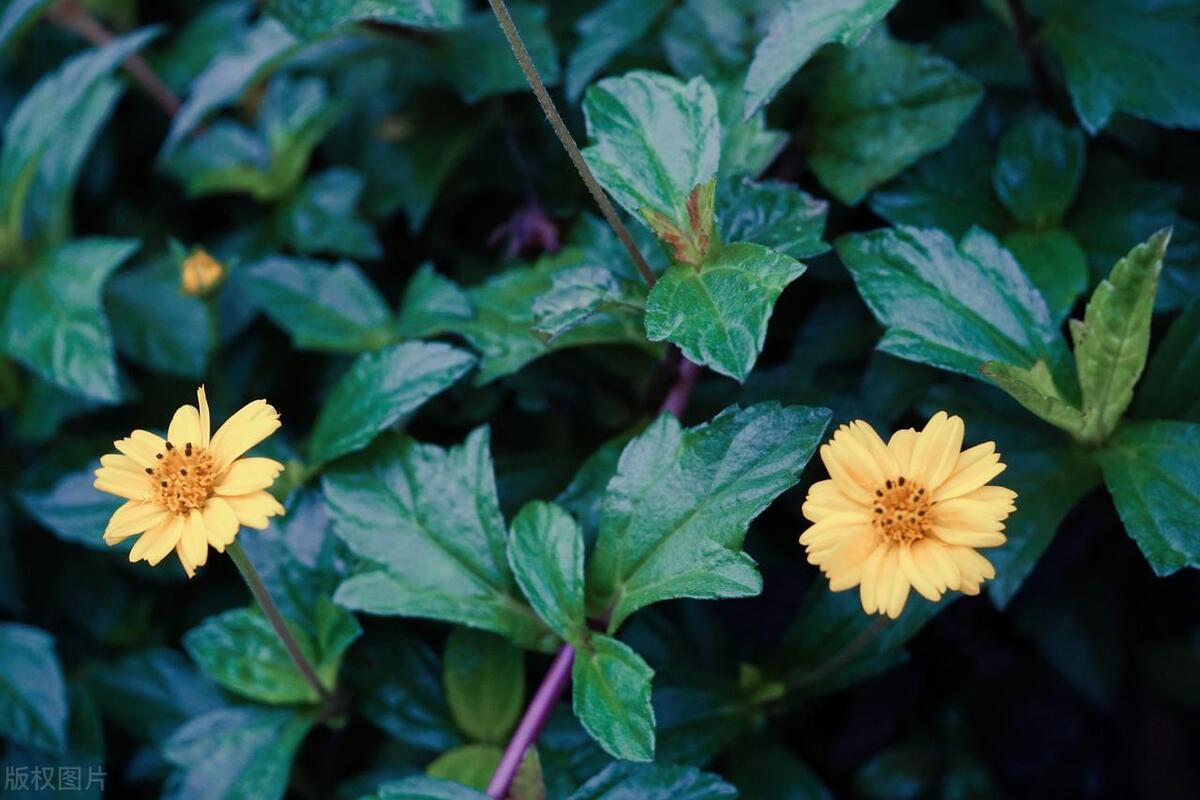 Master Hongyi: Whether you let it go or not, the ending is not ...