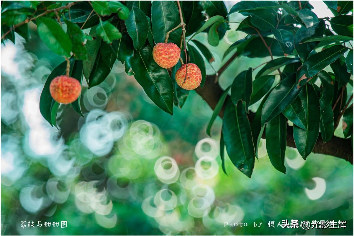 Photo Fun Fact: Lychees vs Donuts - iMedia