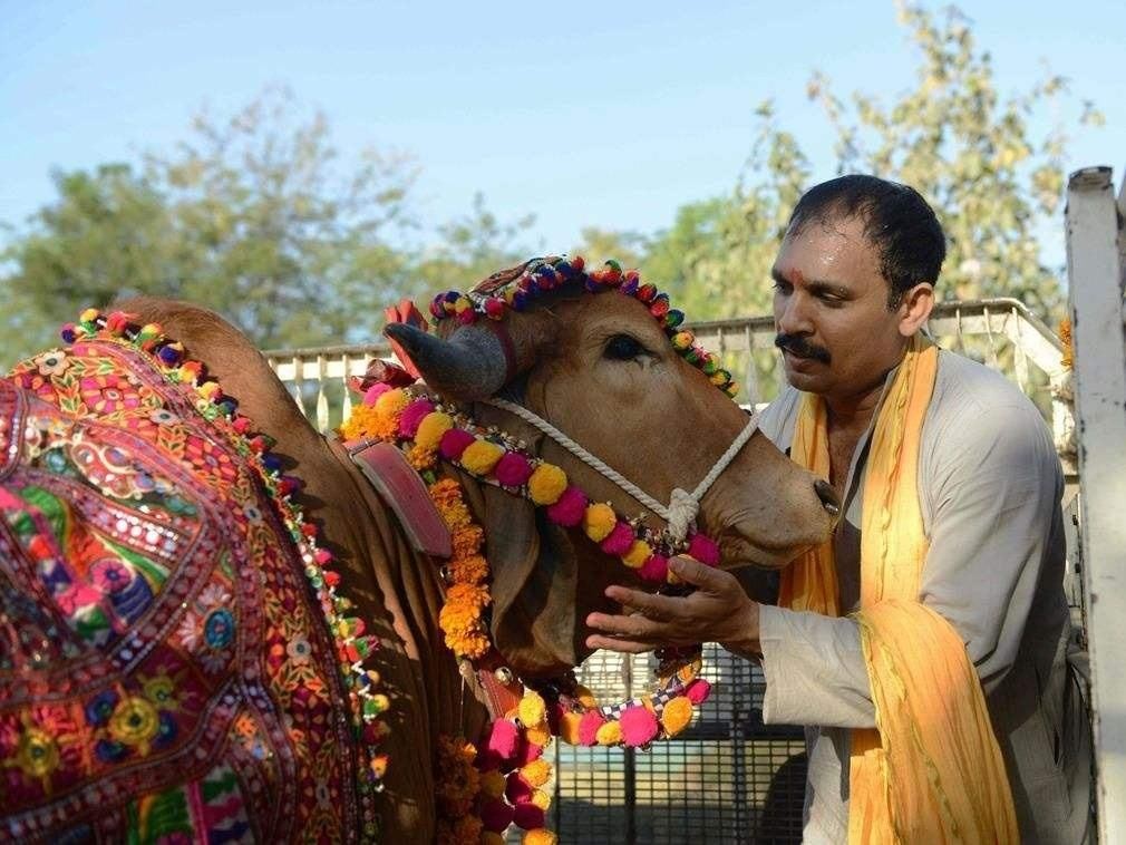 Six years ago, an Indian man insisted on marrying a cow. What happened ...