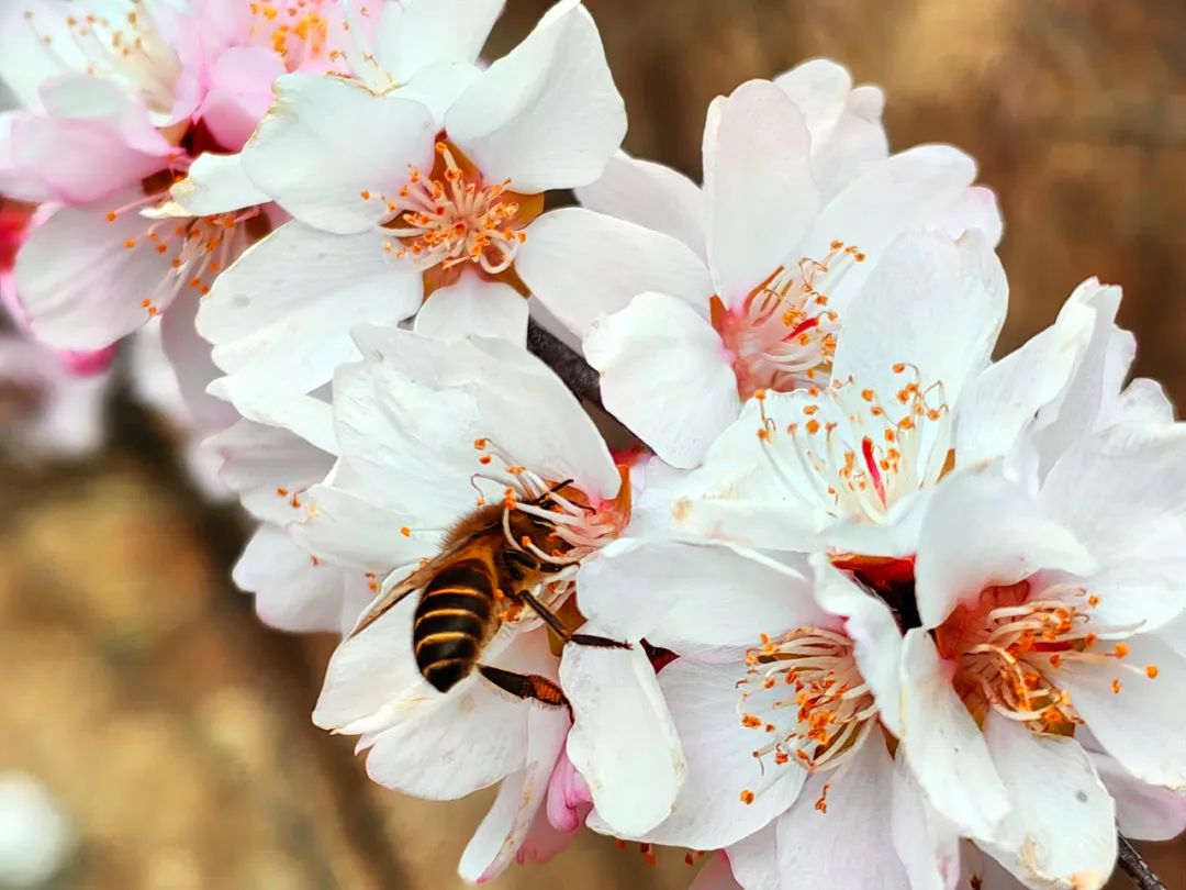 Yurun Boyu Peach Blossoms - iMedia