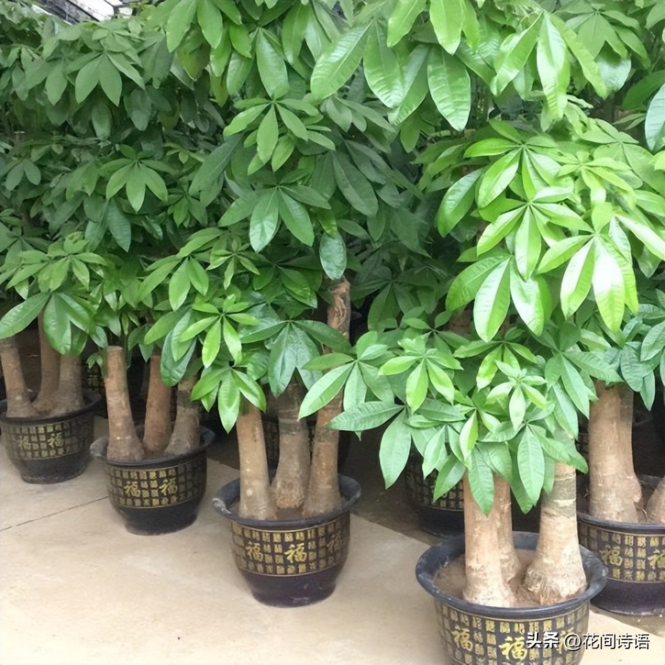 Fortune tree: Why is it always unable to support it? It turns out that ...