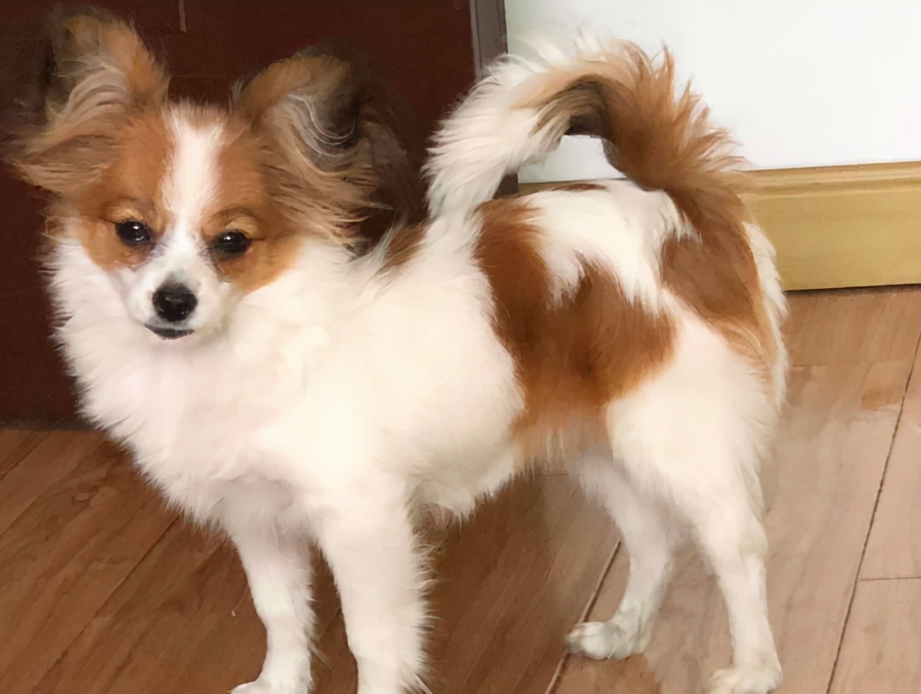 Is it feasible to train butterfly dogs, is the snack incentive method ...