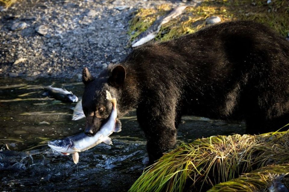 Bear infested! Scared the clerk away and ate 60 cupcakes - iNEWS
