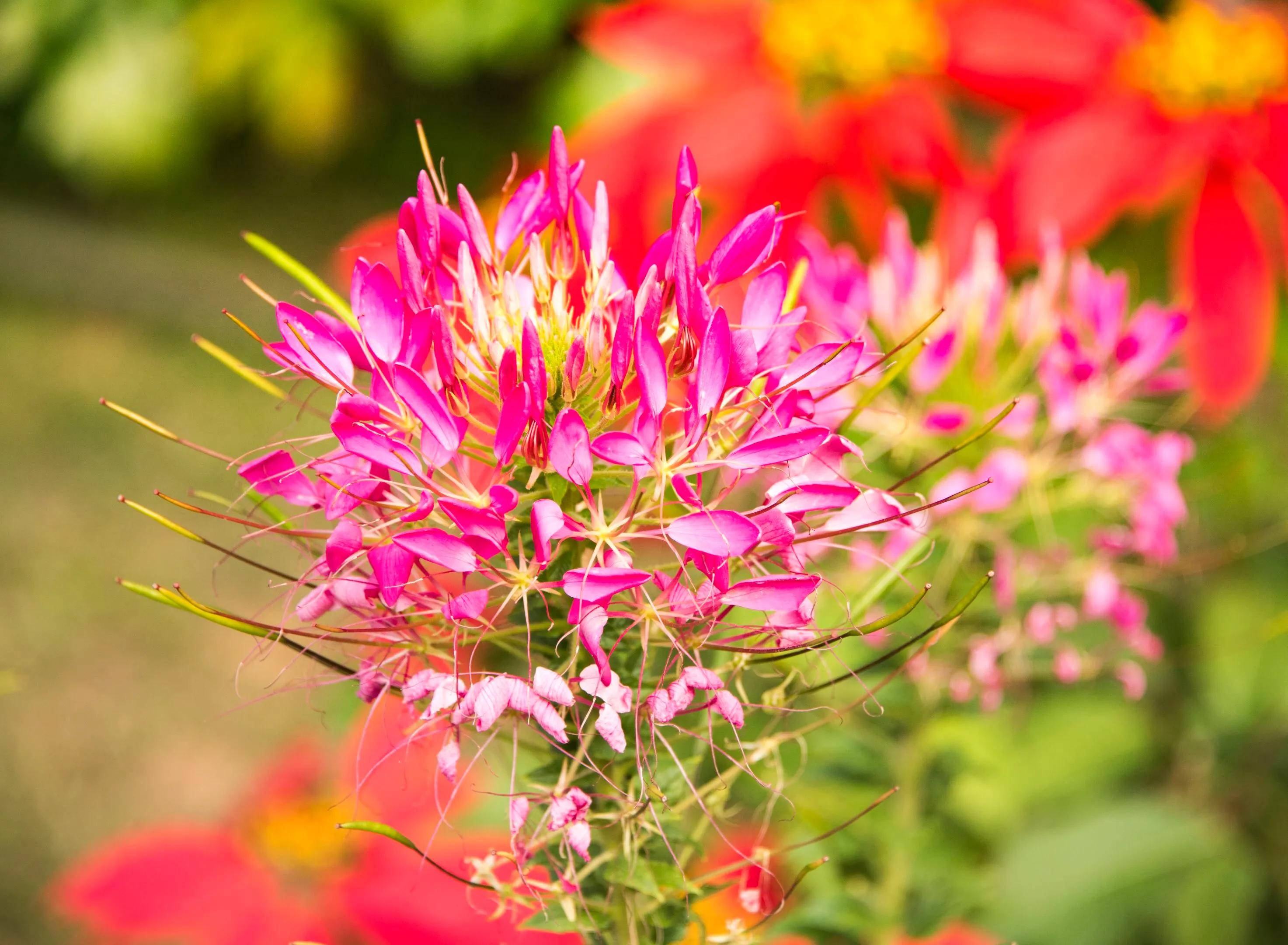 Beautiful drunk butterfly flower, intoxicating and beautiful - iNEWS
