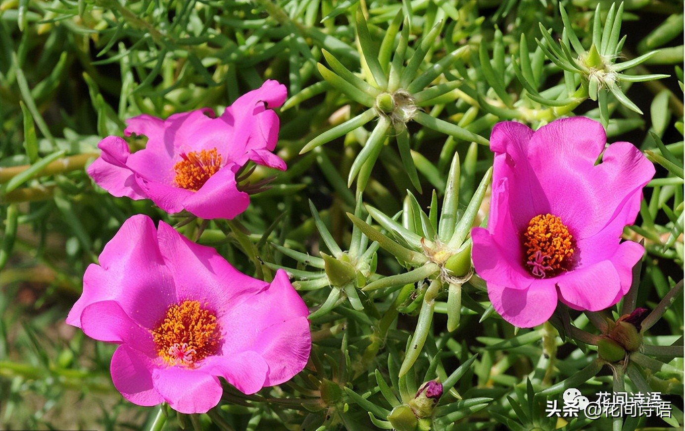 6 kinds of "blossom machines" that "beautiful in the sun" keep 1 pot at ...