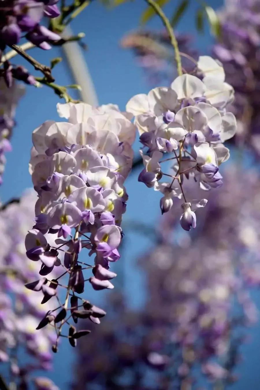 Do you know the meaning of wisteria flowers? - iNEWS