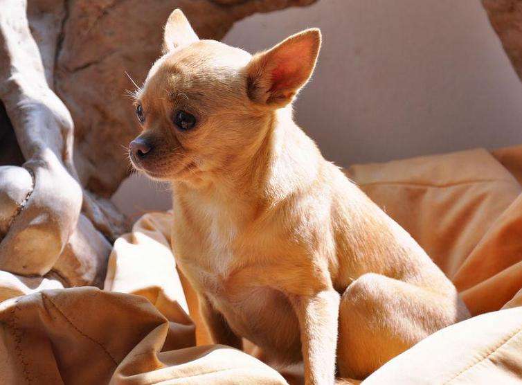 Inventory of the 7 "evil dogs" in the dog world, the first is notorious ...