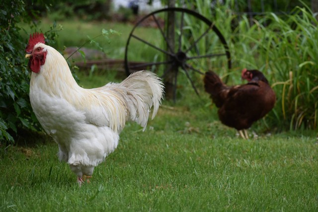 In which month are people born under the zodiac sign Rooster the ...