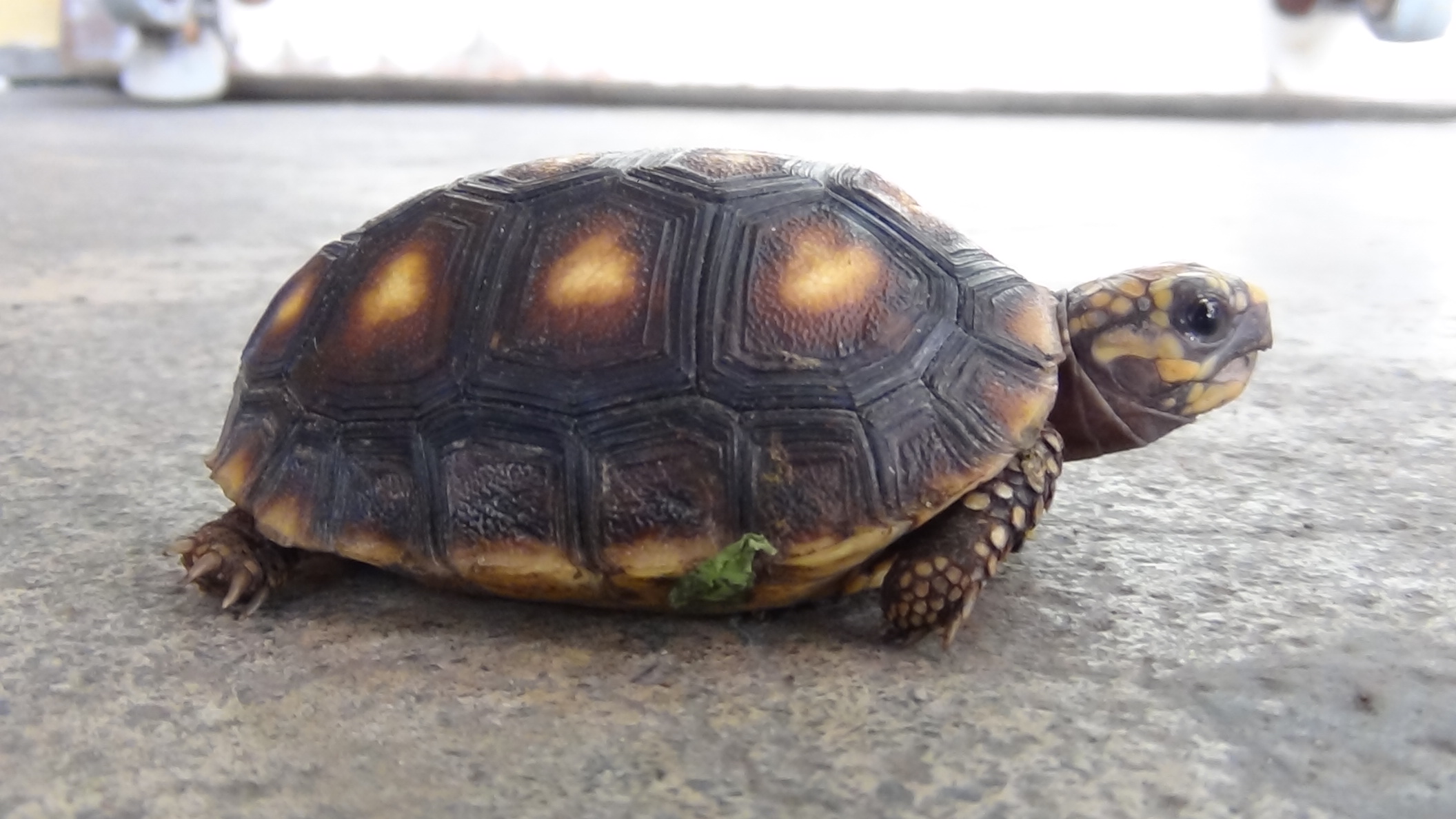 On the Physiological Mechanism of the Longevity of the Tortoise - iNEWS