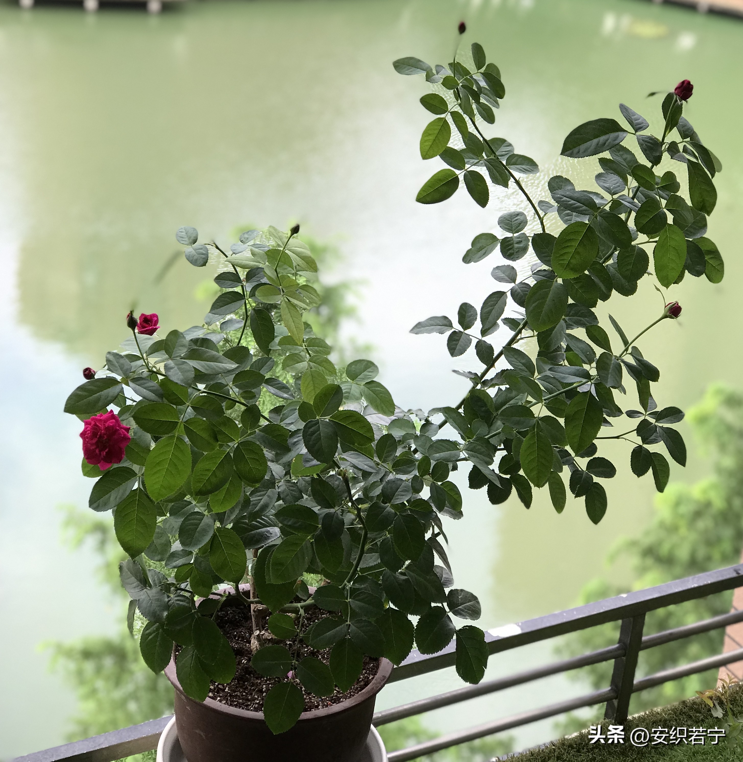 The key to ensuring the safety of rose flowers in summer - don't prune ...