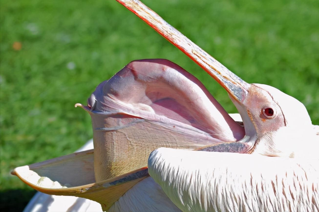 42 rare creature photos: pelicans yawn to reveal their cervical ...