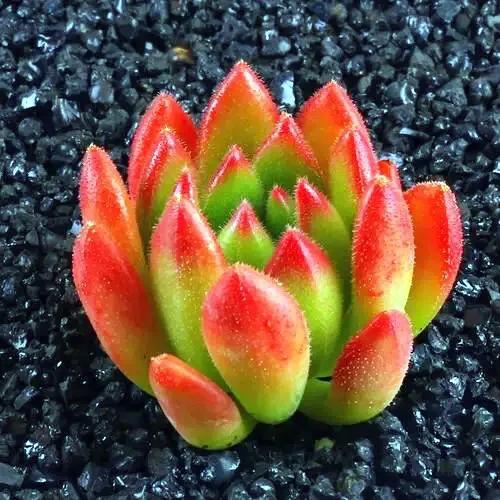 Succulents·Red Lips·Miracle of Spring·Colored Crayons - iNEWS