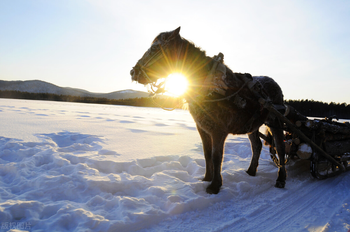 Mohe - the crown of the golden rooster, the head of the swan, the light ...
