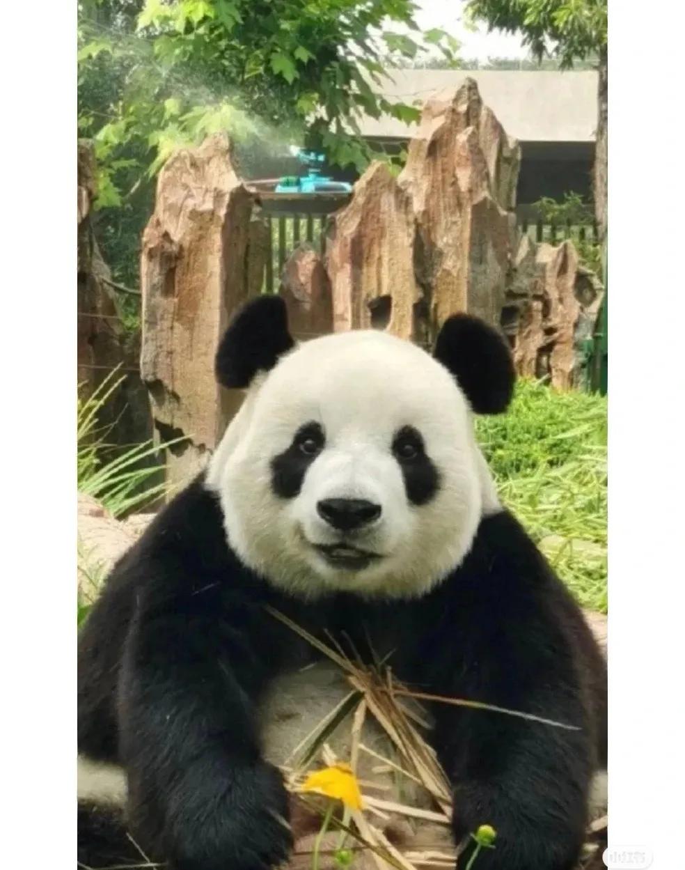 Giant Panda Yinke - iNEWS