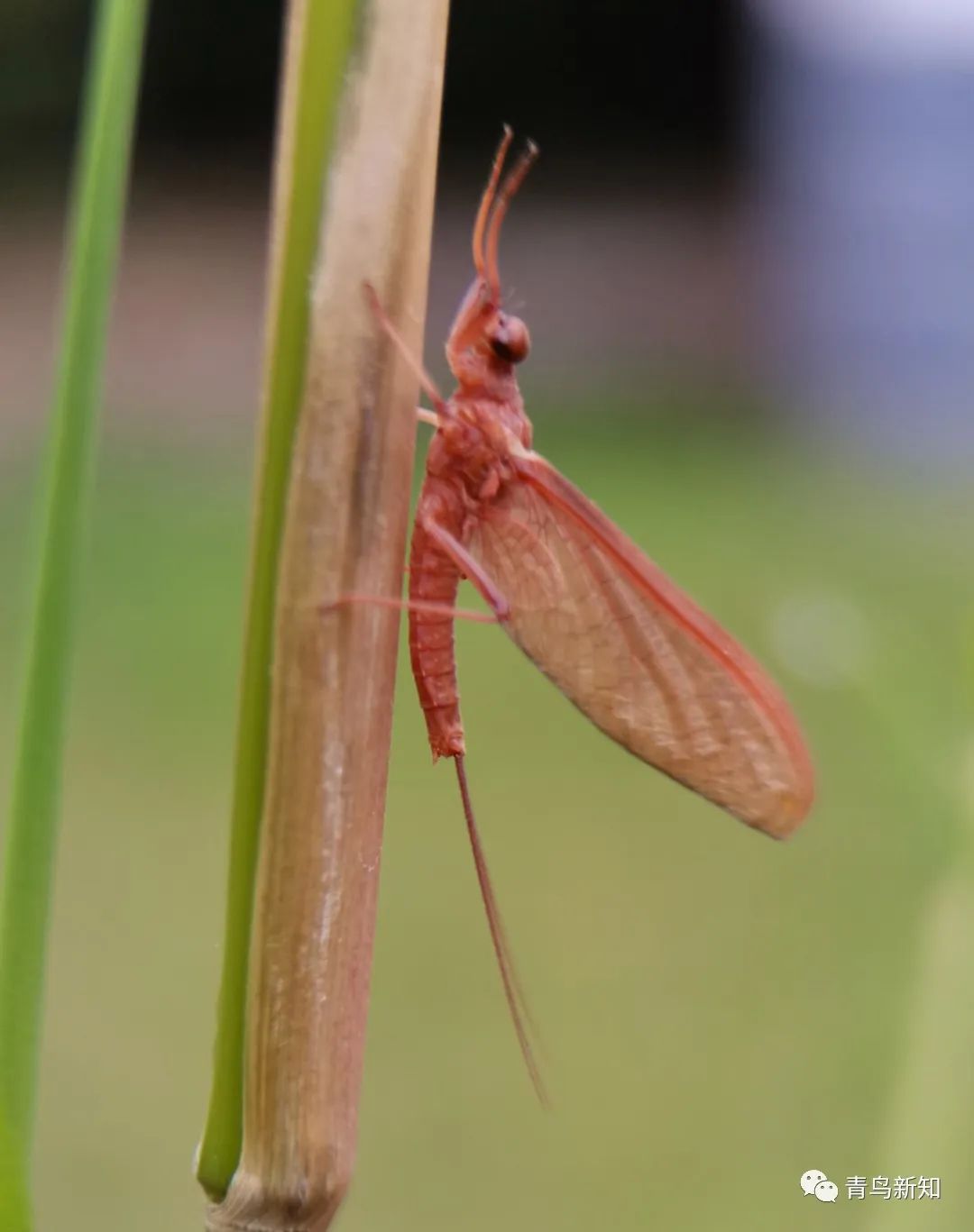 Mayfly: We really don't live and die - iNEWS