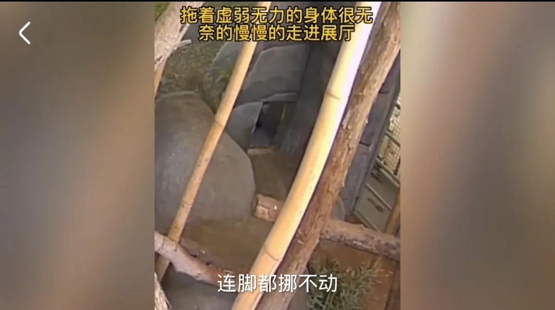 Is the death of giant panda Lele a deliberate arrangement? What will ...