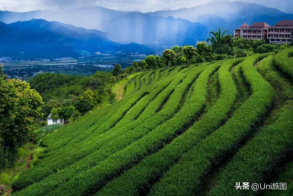The tea garden on the top of Yunding in Lincang, the fragrance of tea is dense, and the heart is ...