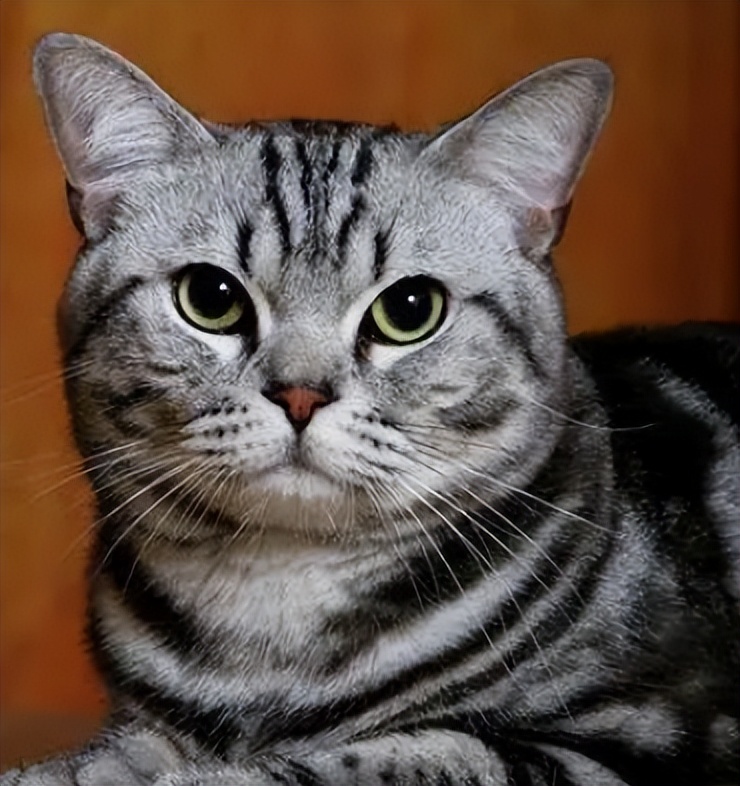 It can be seen from these 9 aspects that the American short cat is ...
