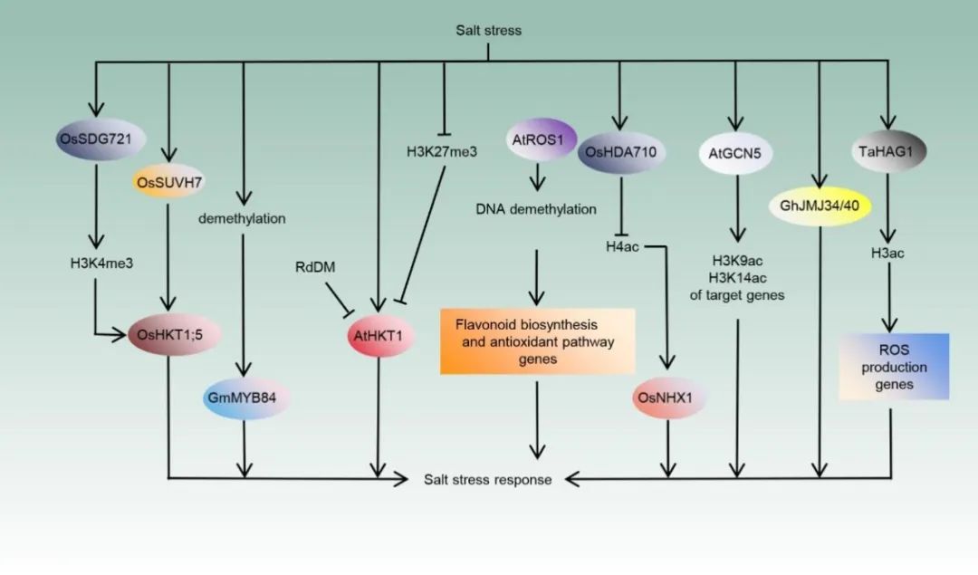 Dynamic regulation of plant DNA methylation and histone modifications ...