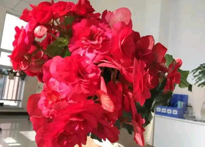 Don't work in vain, this flower won't grow well if you change it to a ...