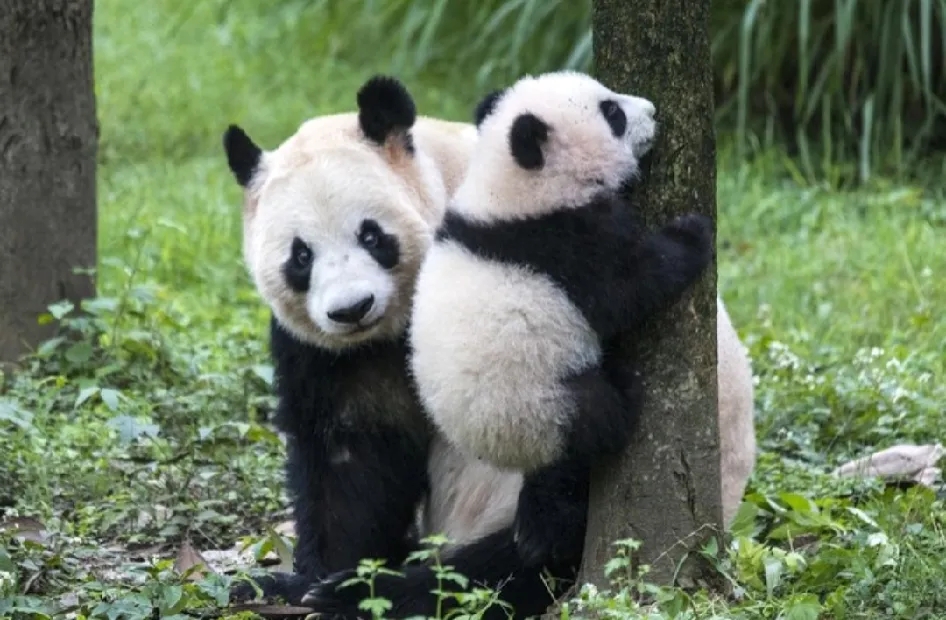 Why is the panda a national treasure? Why do you rarely see groups of ...
