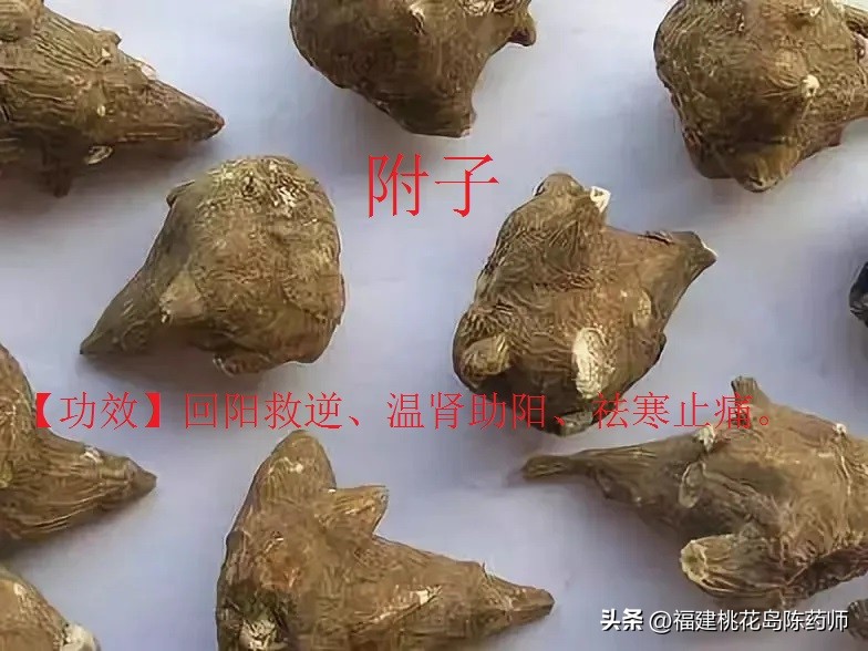 Plant-based poisonous traditional Chinese medicine (part 2)—① - iNEWS