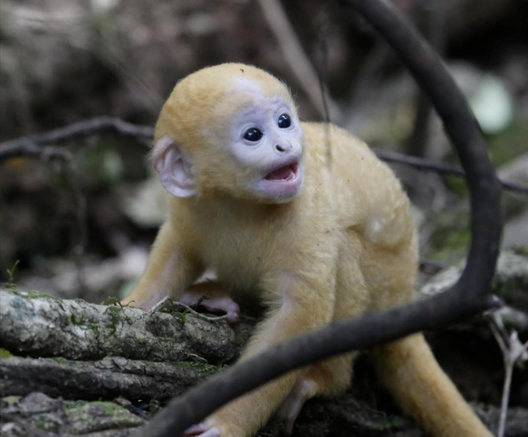 The rare "little golden monkey" appears in Yunnan, only 3 months a year ...